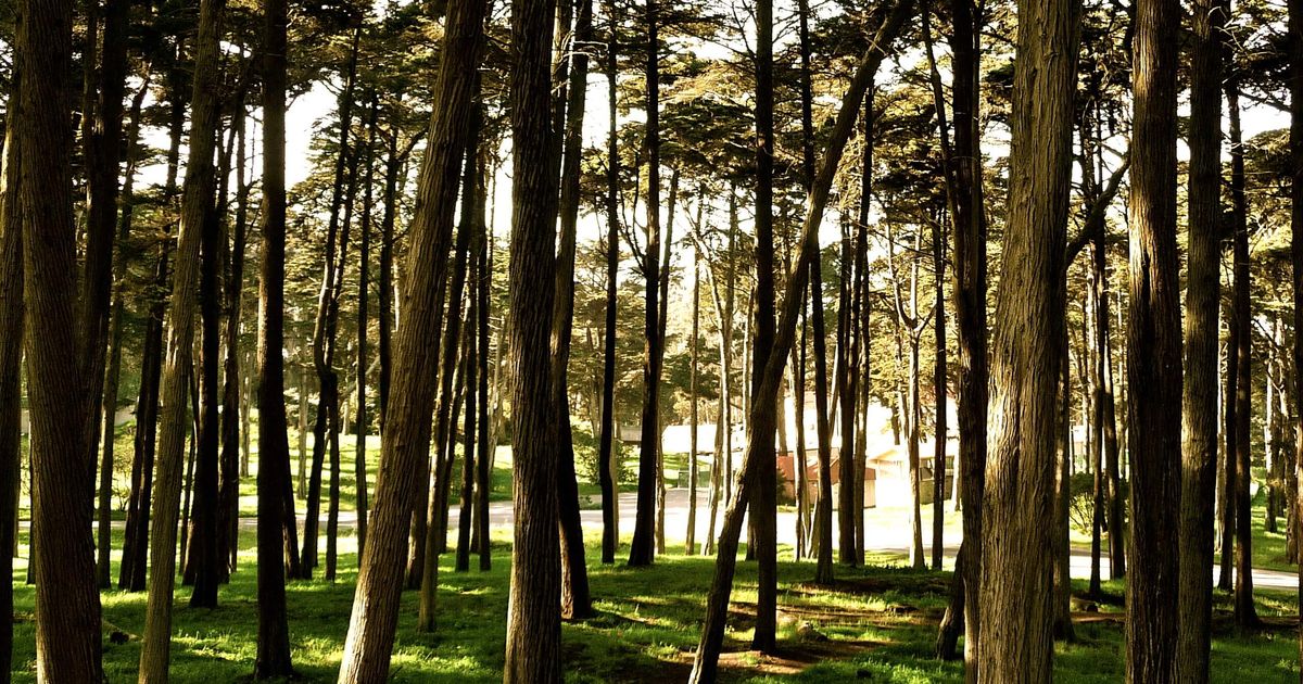 Ecology Trail and Lovers’ Lane Loop | Bay Area Hikes