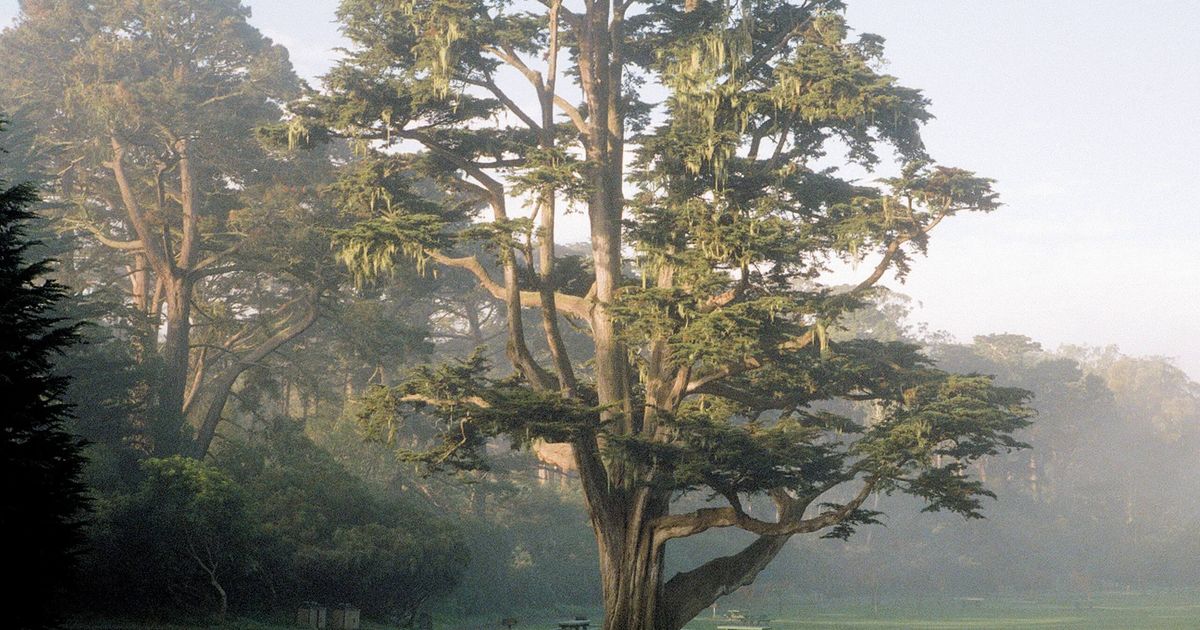 A Guide to the Golden Gate Park Loop | Explore San Francisco