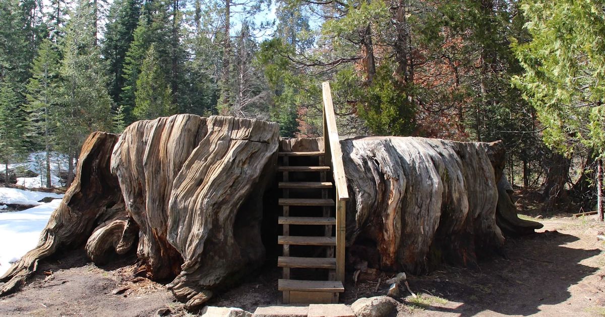 Explore the Big Stump Grove via Azalea Campground Hike