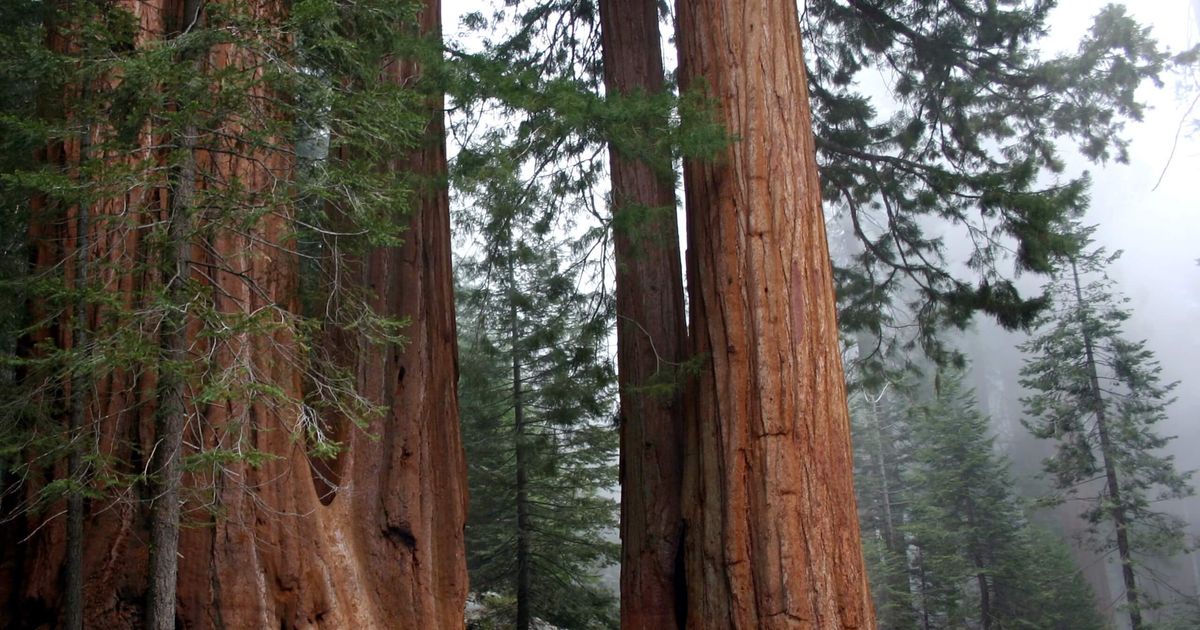 Explore the Lost Grove Trail | Kings Canyon National Park