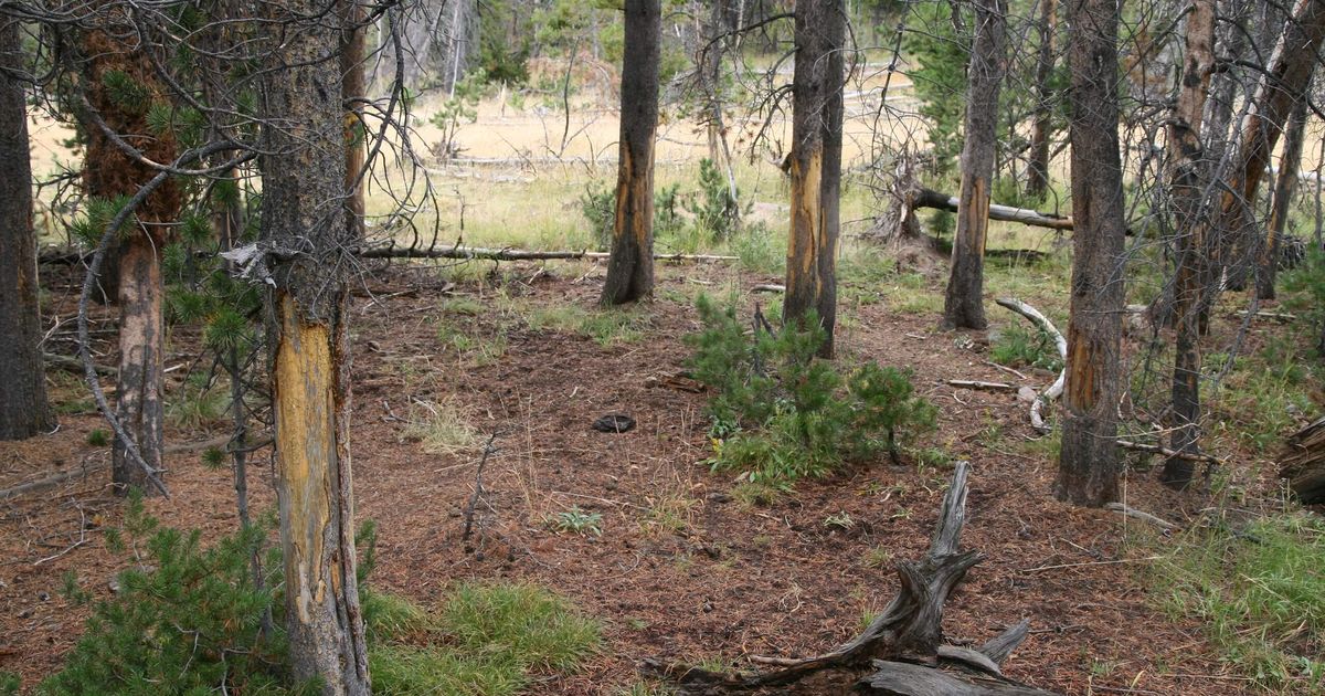 The Mud Volcano Trail: Unearthly Wonder in Yellowstone