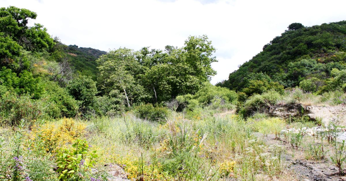 Sullivan Canyon Trail | A Beautiful Tree-lined Hike in L.A.