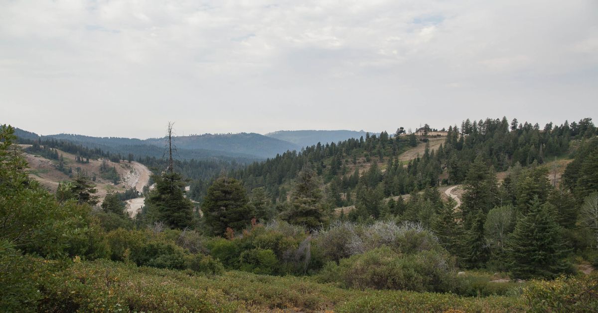 Bogus Basin Loop Trail | Boise’s Treasured Day-Hike
