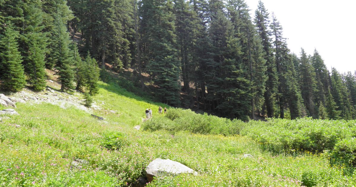 Castle Crest Wildflower Garden Trail | Flower-Spotting Hike | 10Adventures