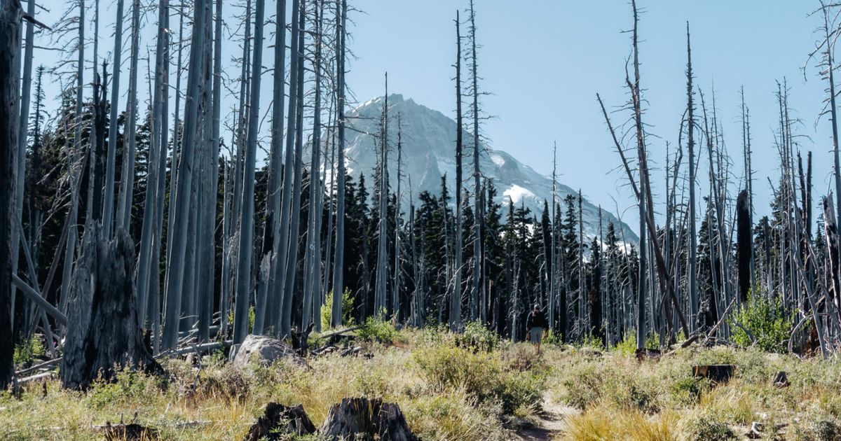 Tilly Jane Trail - A Tough Route with Mount Hood Views