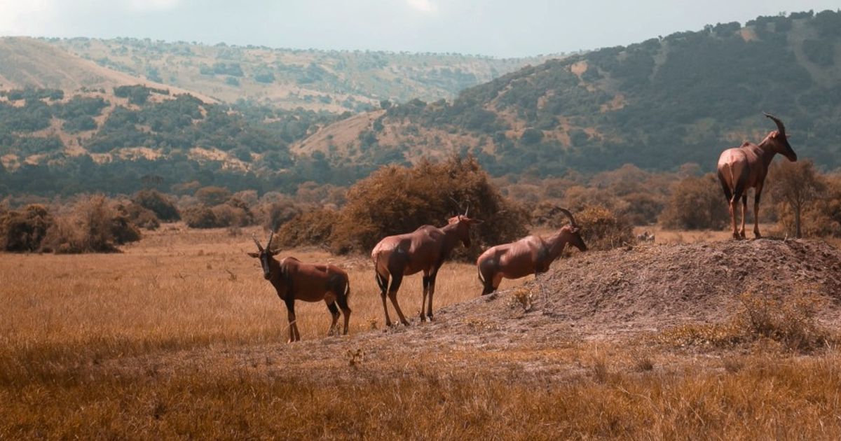 Tours in Akagera National Park (Rwanda) | 10Adventures