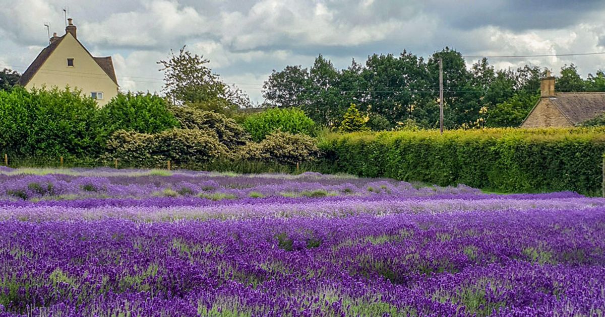 5-Day Cotswold Villages Walking Tour | 10Adventures