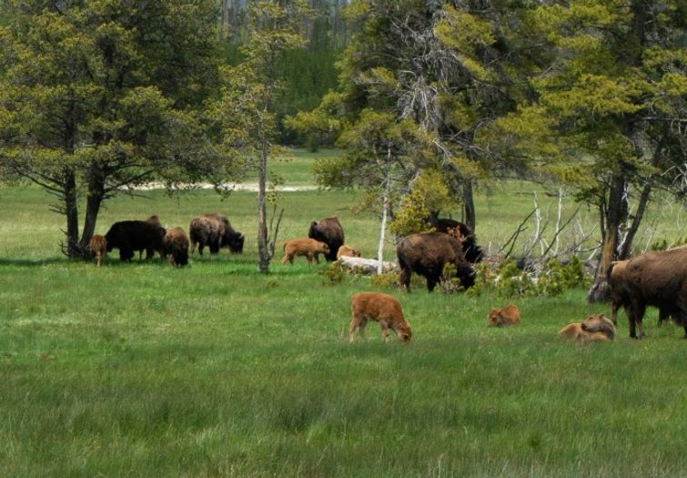 Guided Yellowstone and Grand Teton Hiking Tour | 2026 Dates & Prices