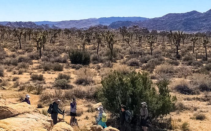 Joshua Tree National Park Guided Hiking Tour