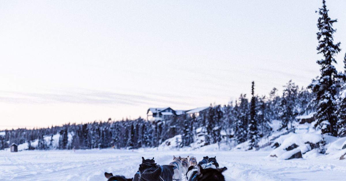 8-Day Yukon Dog Sledding Tour | 2026 Dates & Prices