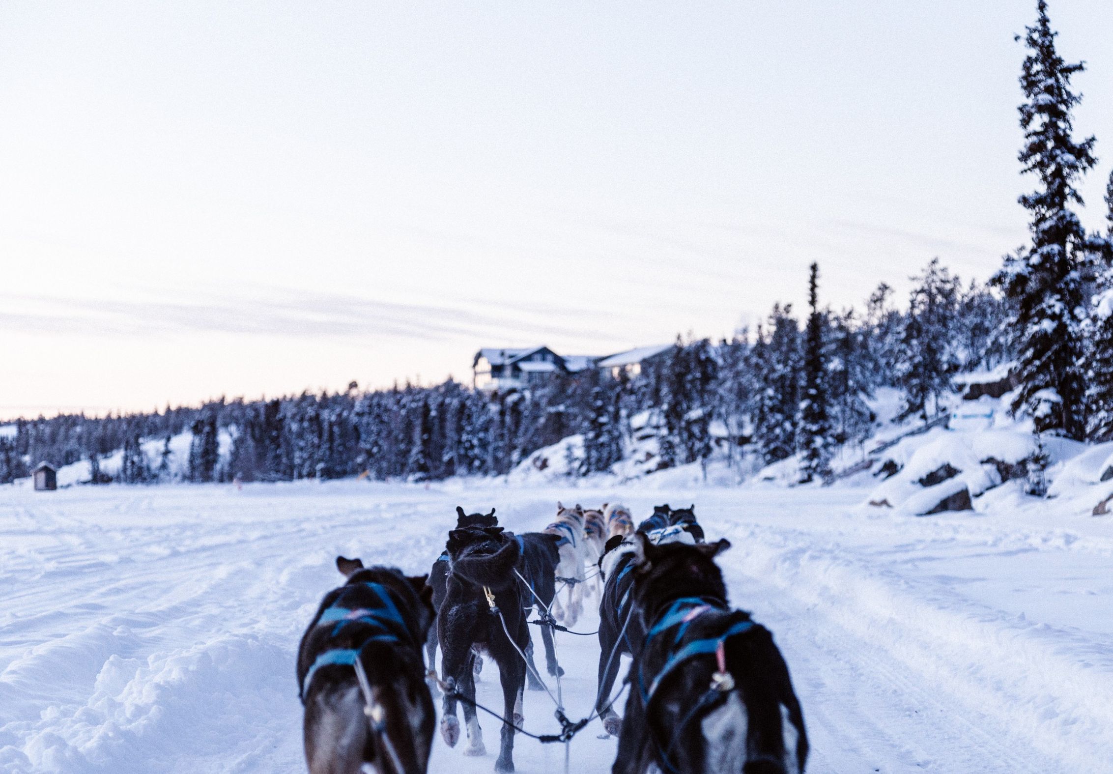 8-Day Yukon Dog Sledding Expedition – 10Adventures