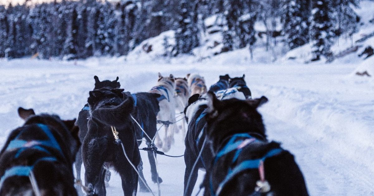 8-Day Yukon Dog Sledding Expedition – 10Adventures | 10Adventures
