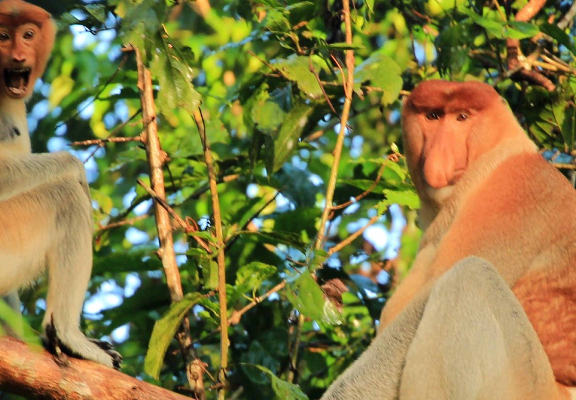 Best of Sabah Tour – Kalimantan, Indonesia