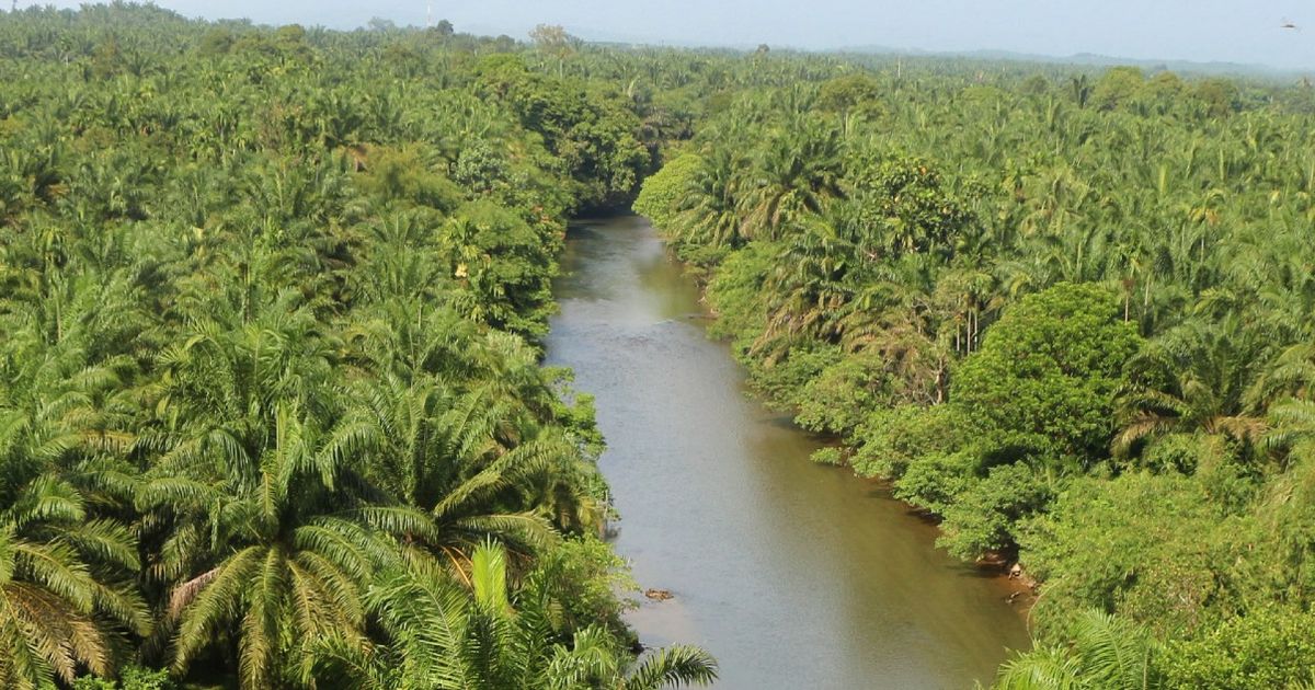 Jungle and Beaches of Northern Sumatra | Sumatra, Indonesia