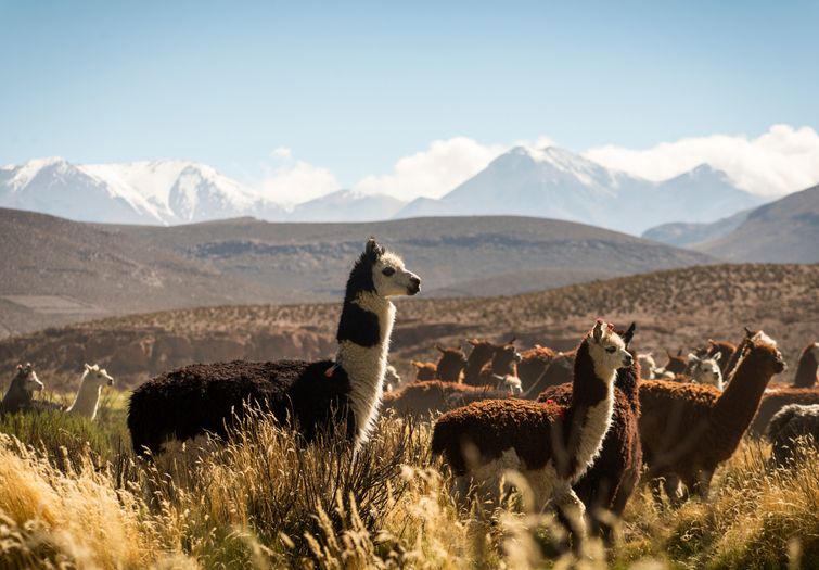 Aymara Chile Cultural Experience Tour
