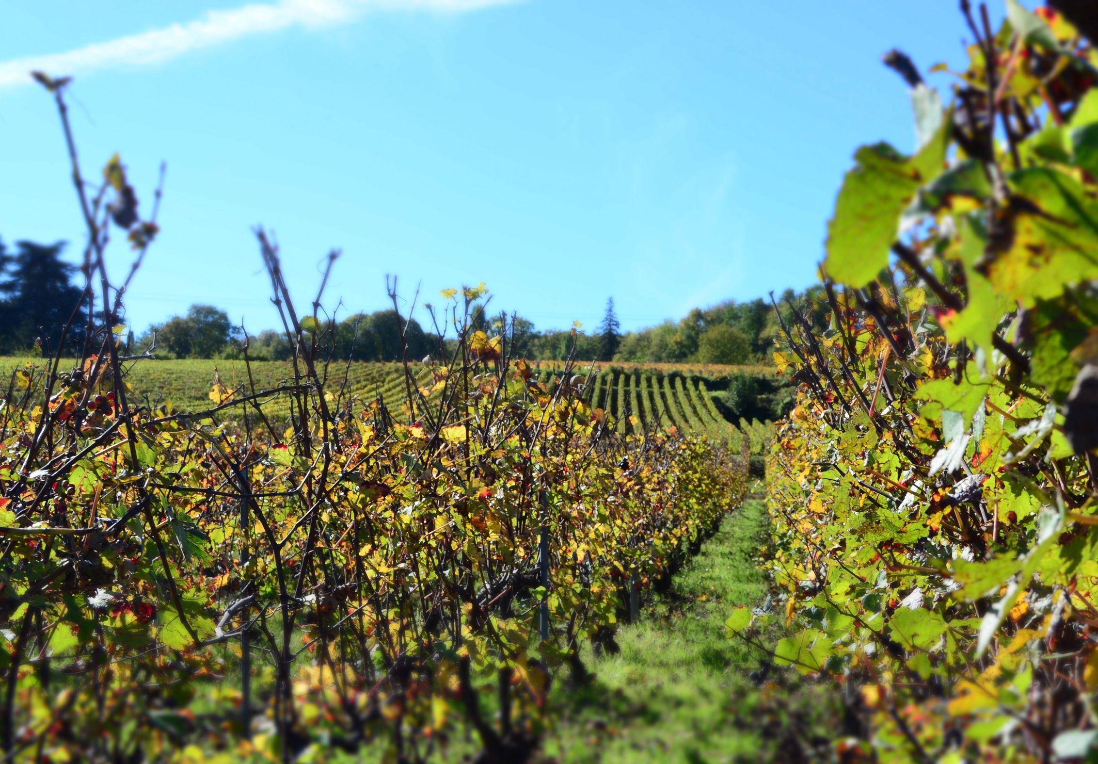 Self-Guided Champagne Bike Tour (France) | 2026 Dates and Prices