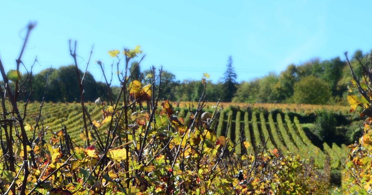 Champagne Bike Tour (France) | 10Adventures