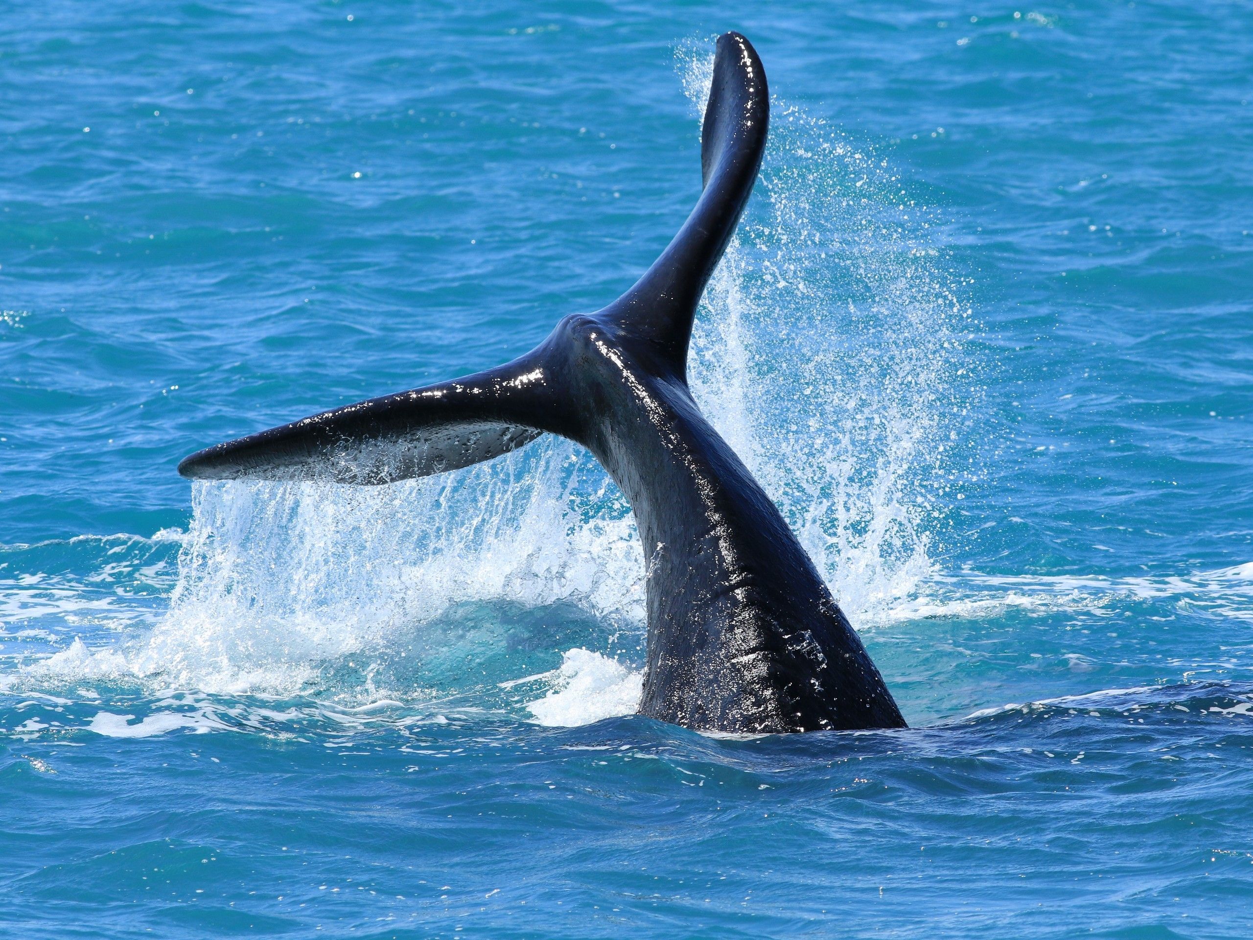 Winter Whale Watching and Wildlife Tour | Australia | 10Adventures