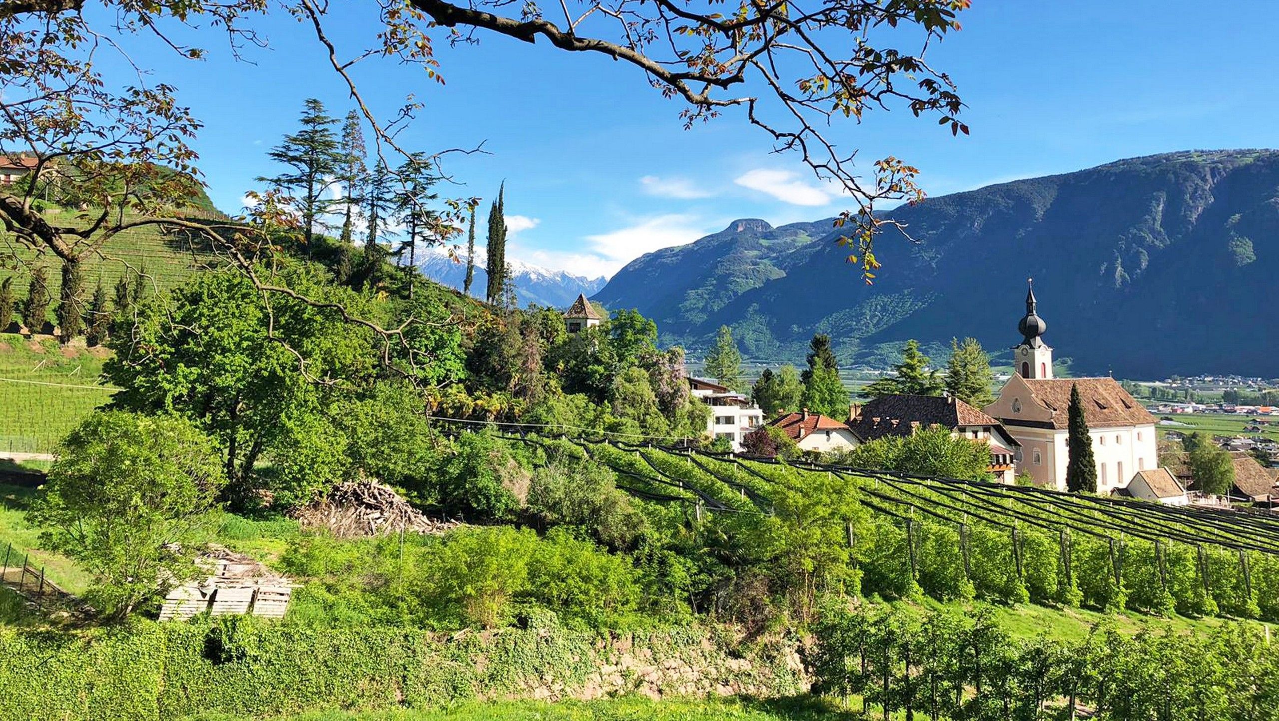 South Tyrolean Wine and Alpine Pasture Tour | 10Adventures
