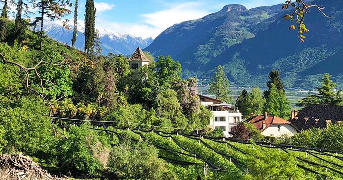 South Tyrolean Wine and Alpine Pasture Tour