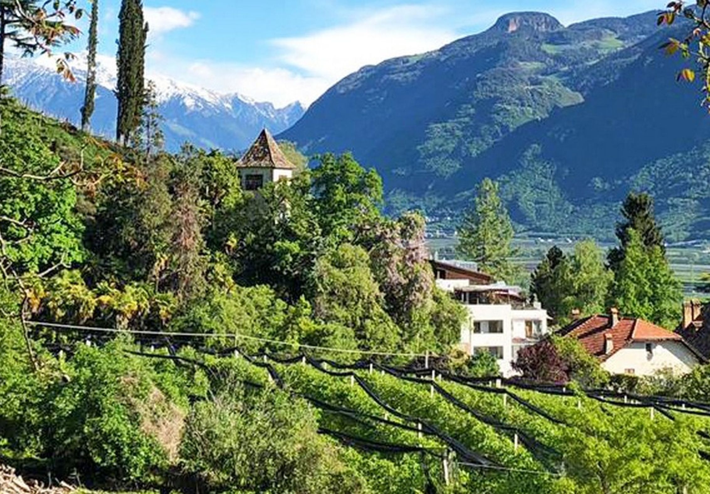 South Tyrolean Wine and Alpine Pasture Tour