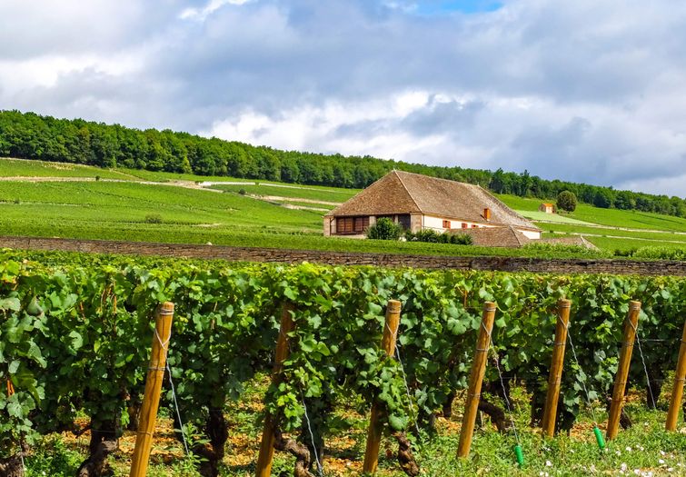 Burgundy & Provence Wine Tour | 2026 Dates & Prices
