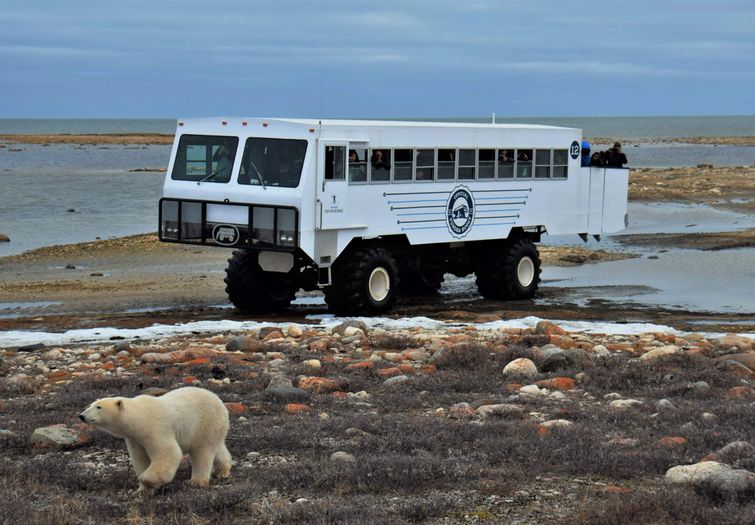Churchill Polar Bear Adventure Tour | 2026 Dates & Prices