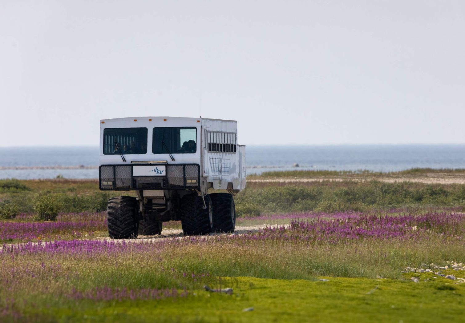 Polar Bear Adventure at Tundra Buggy Lodge | 2026 Dates & Prices
