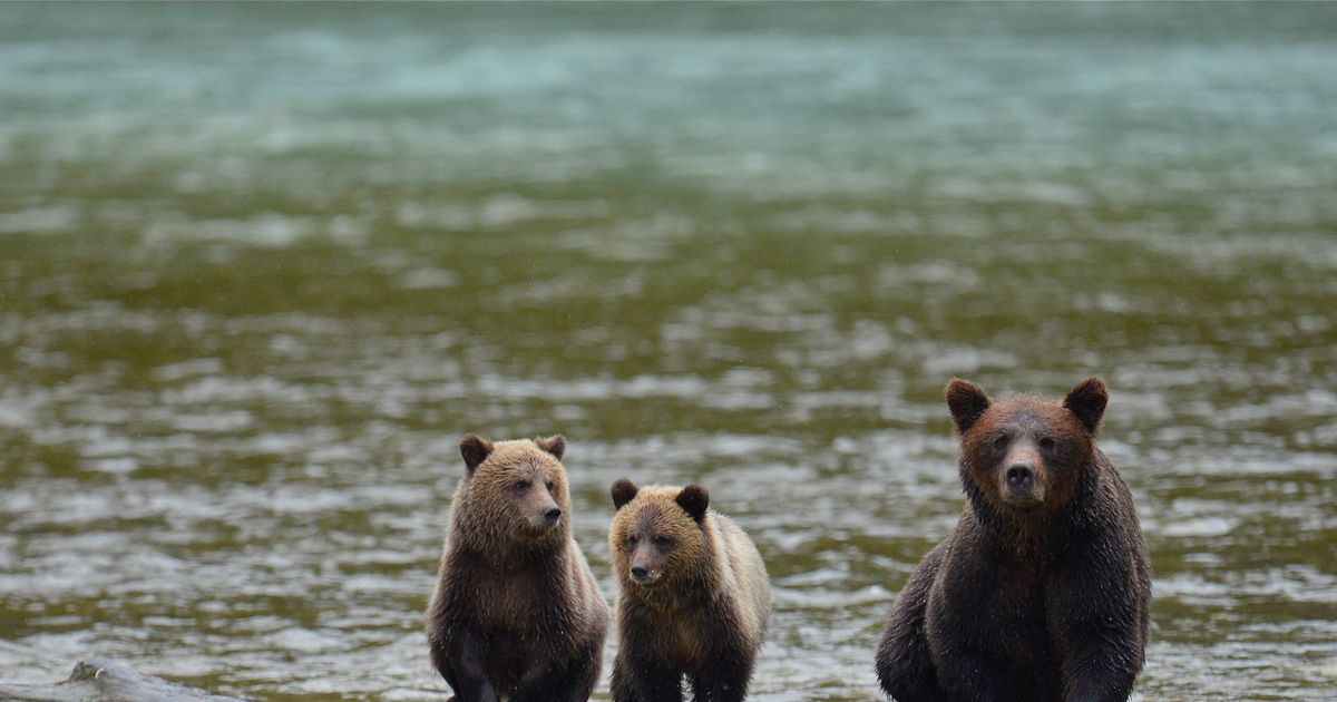 Whales & Bears Kayaking Tour in British Columbia