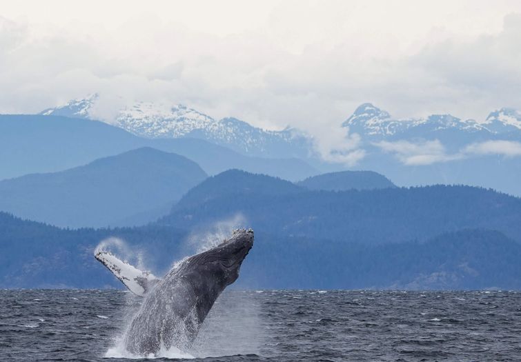 Whales & Wilderness Kayaking Tour in BC | 2026 Dates & Prices